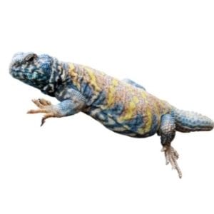 Lizards | Arbor View Animal Hospital