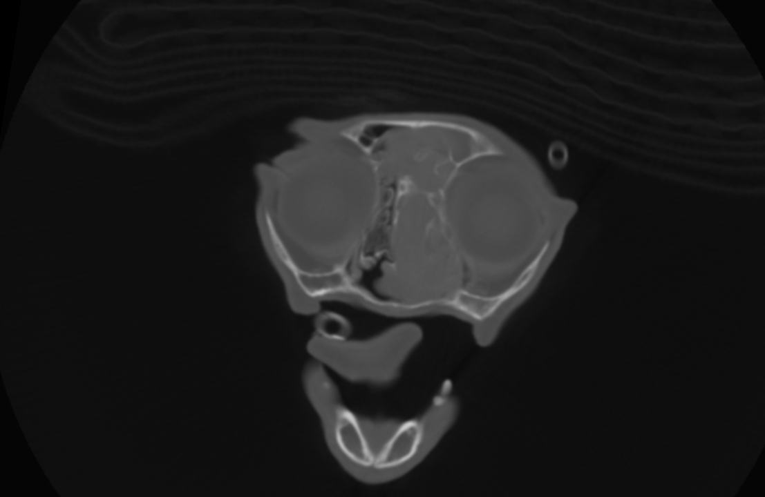 CT & Fluoroscopy | Arbor View Animal Hospital
