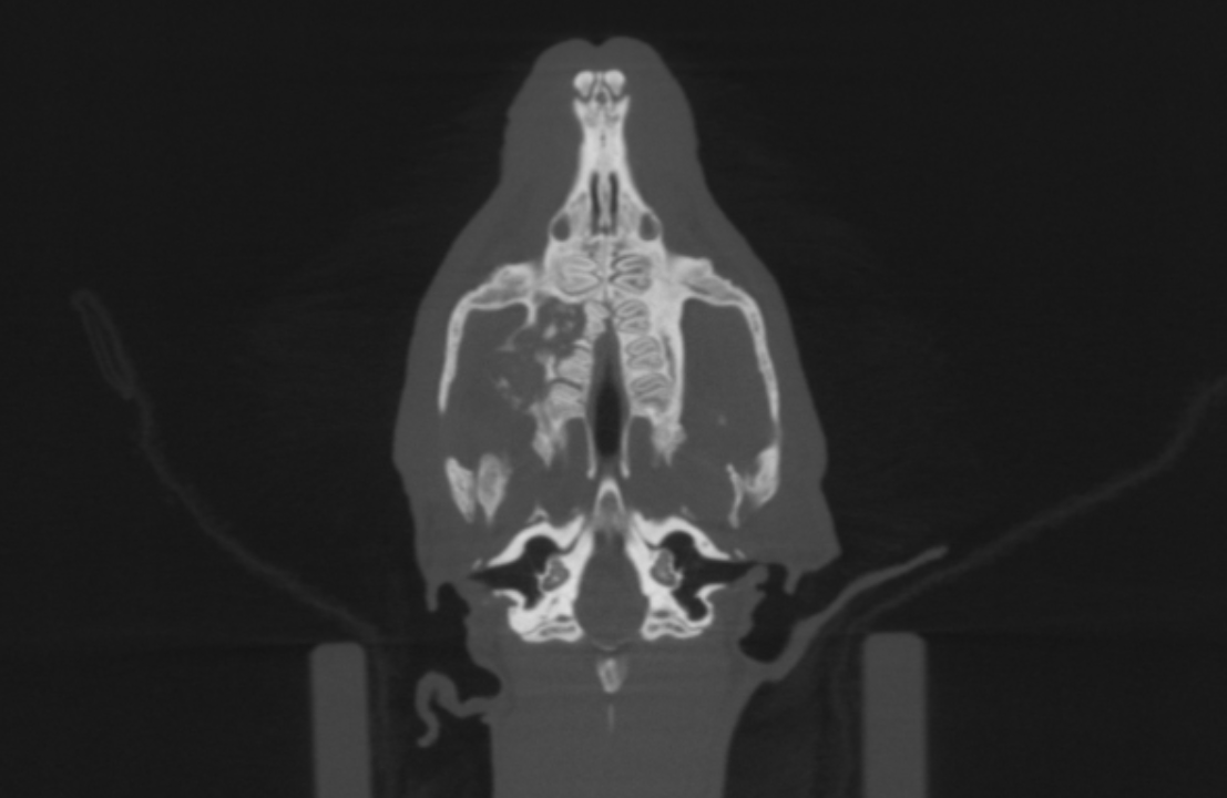 CT & Fluoroscopy | Arbor View Animal Hospital